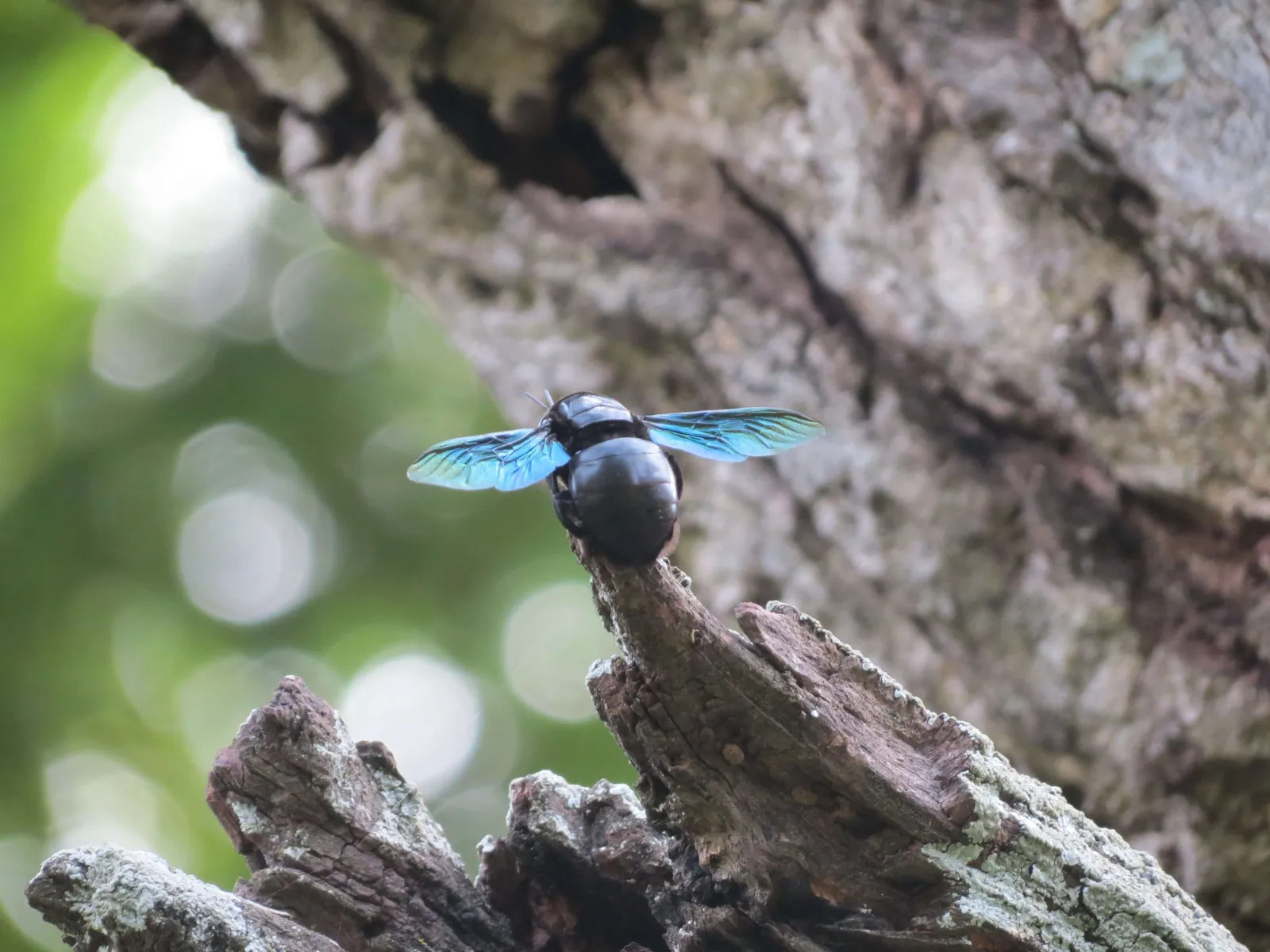 Api, vespe e calabroni, come riconoscerli e quando temerli - Apicoltore ...