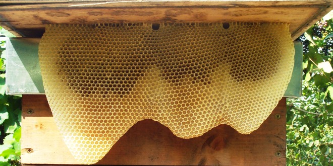 I pericoli delle api - Apicoltore Moderno